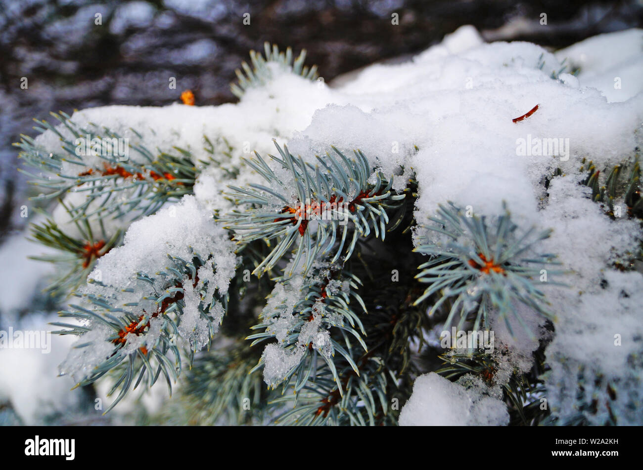 A branch of blue spruce covered with fluffy white snow in a winter ...