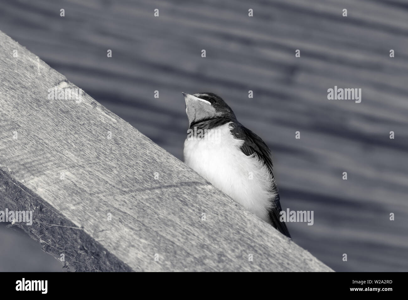 Young bird of swallow sits on wooden beam under roof. Black and white ...