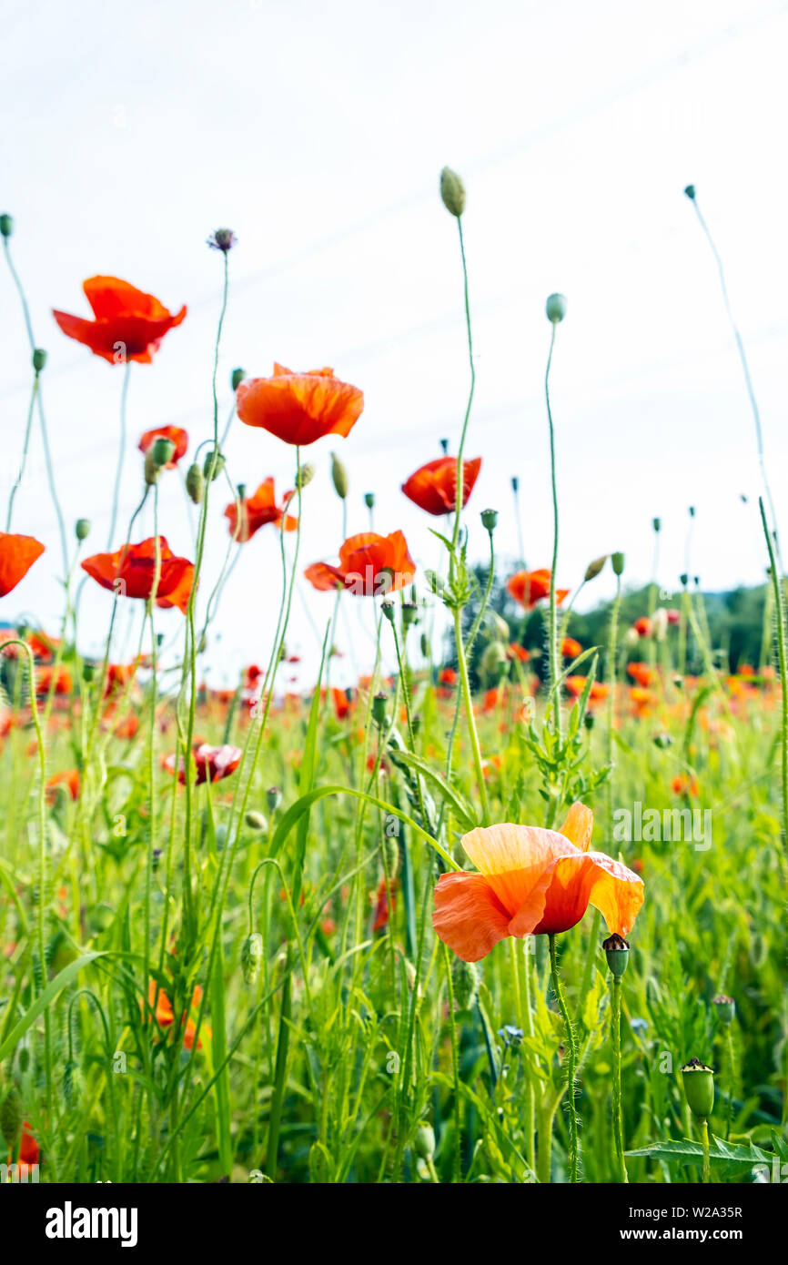 Field of common poppy - papaver rhoeas. Seasonal natural scene. Beauty ...