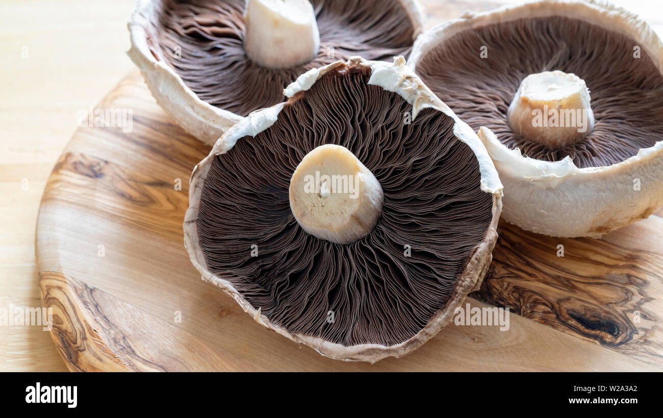 Round fungi hi-res stock photography and images - Alamy