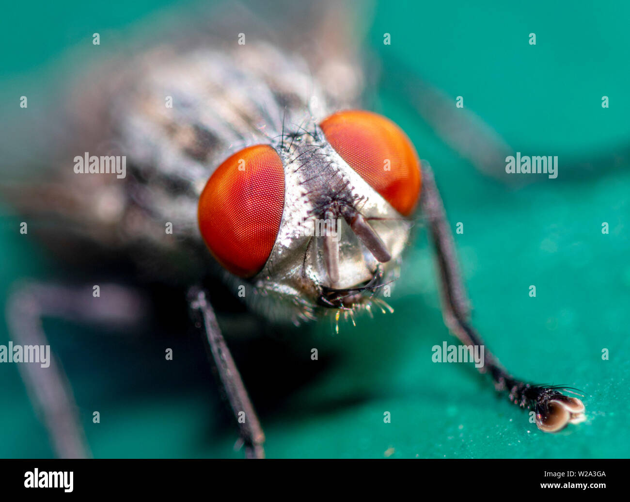 the fly are part of Israels wildlife Stock Photo - Alamy