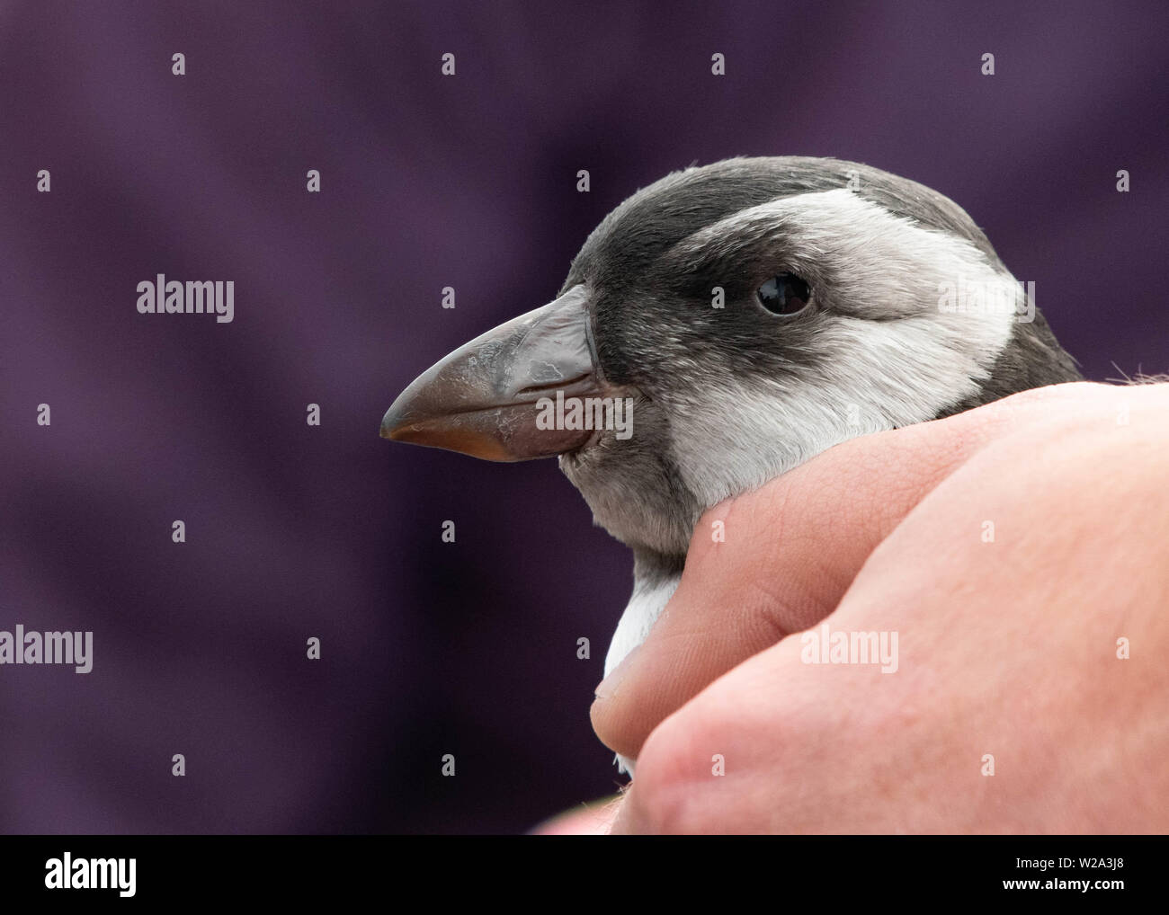 Puffling hi-res stock photography and images - Alamy