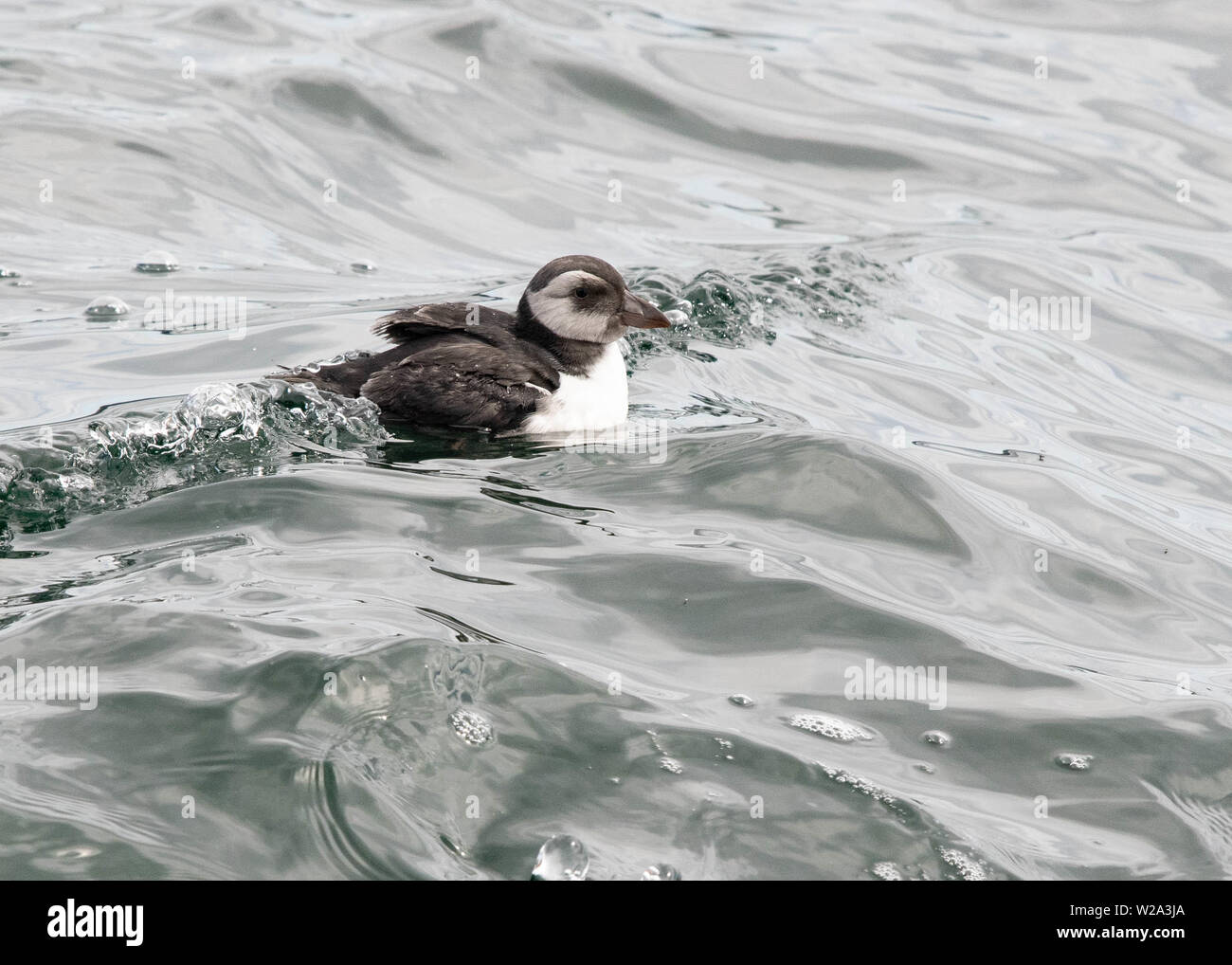 Puffin fledgling hi-res stock photography and images - Alamy