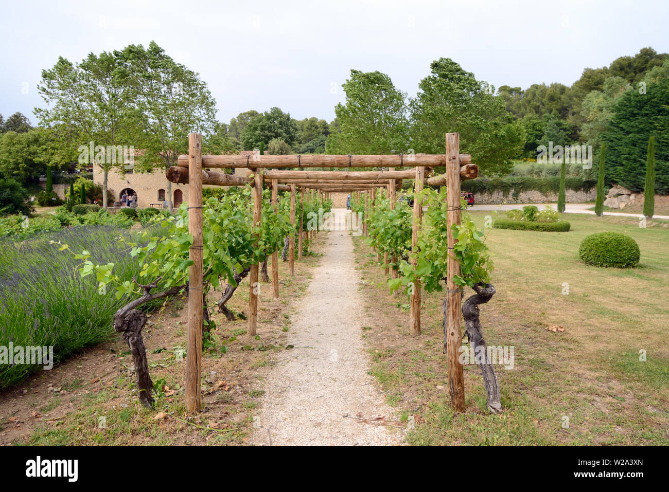 Vine Trellis or Pergola & Garden Path at Chateau La Canorgue Garden ...