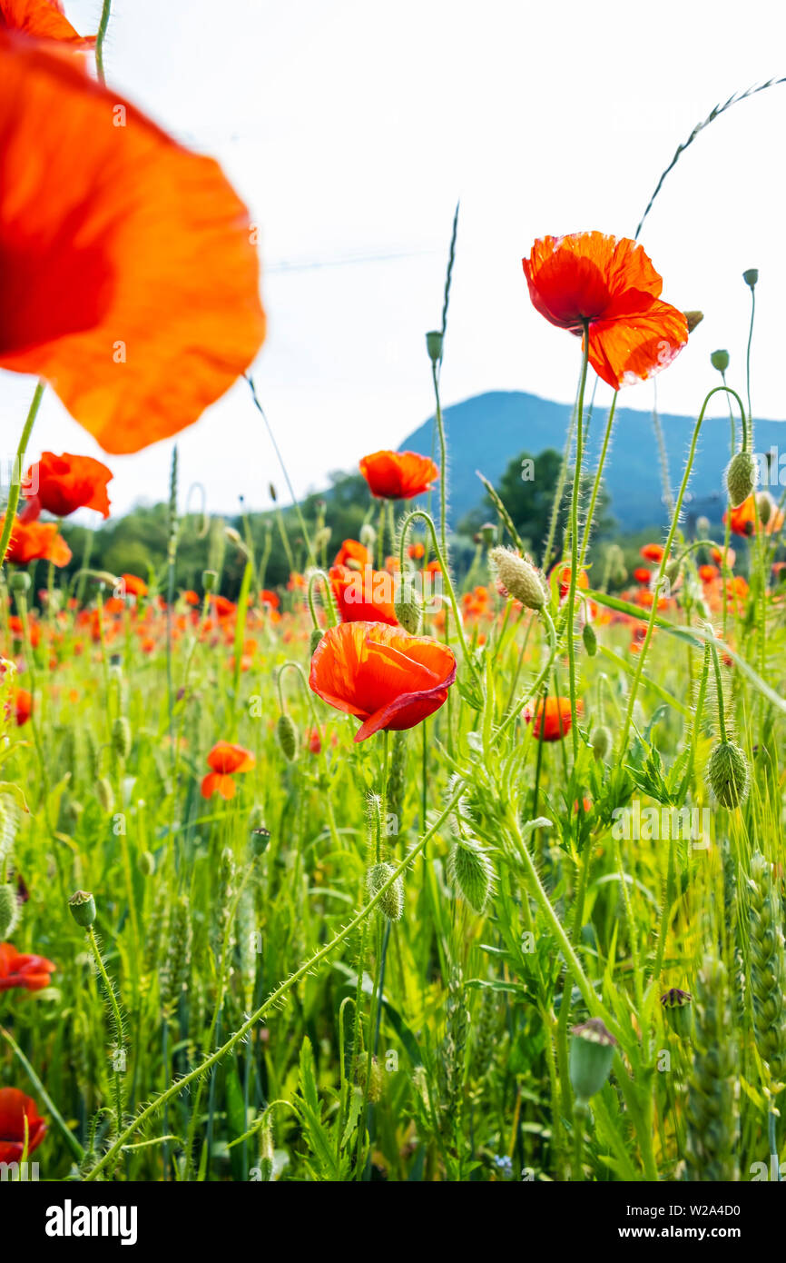 Field of common poppy - papaver rhoeas. Seasonal natural scene. Beauty ...