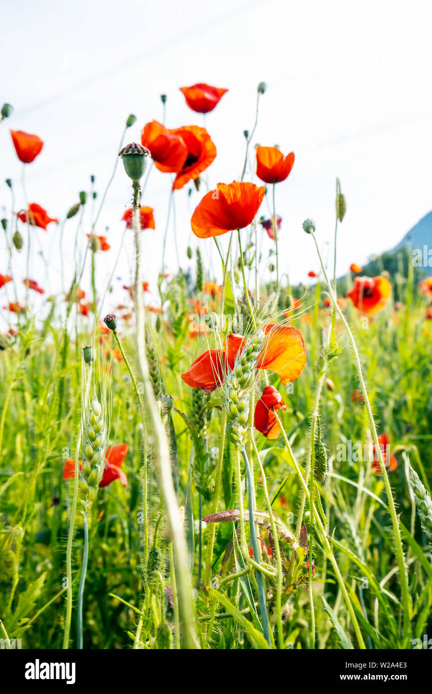 Field of common poppy - papaver rhoeas. Seasonal natural scene. Beauty ...
