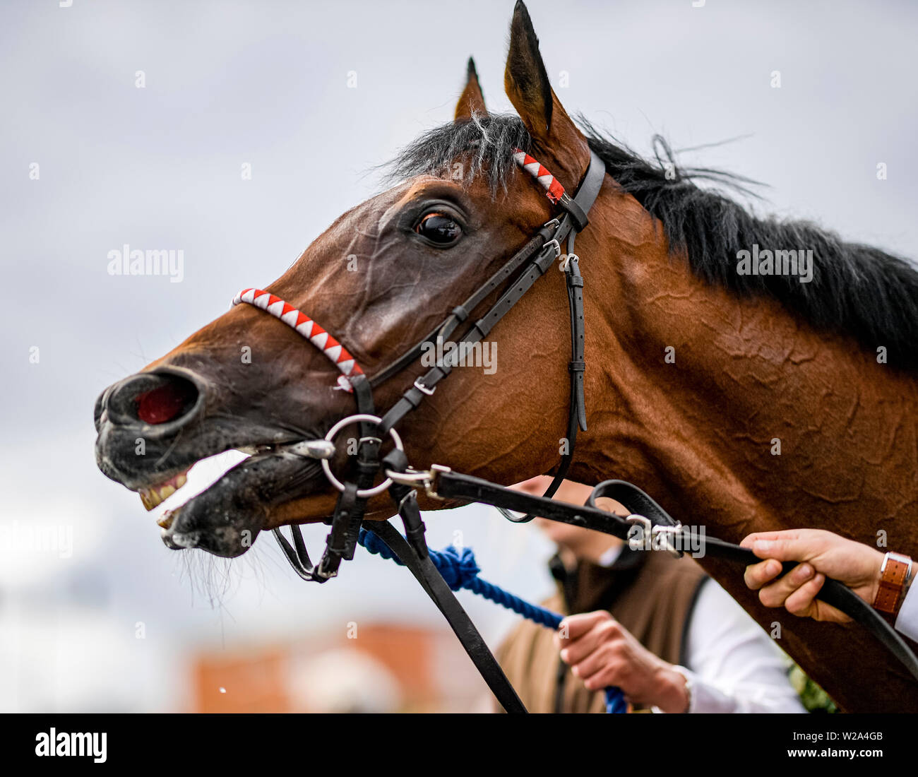 Victory gallop hi-res stock photography and images - Alamy
