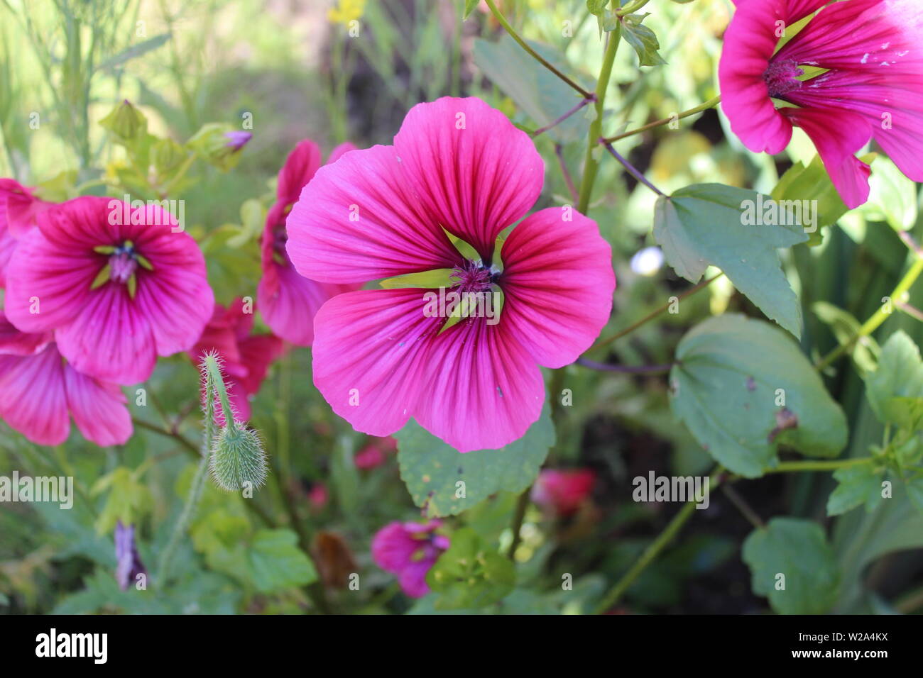 Wild Flowers, Wales Stock Photo - Alamy