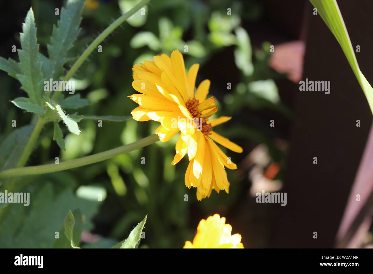 Wild Flowers, Wales Stock Photo - Alamy