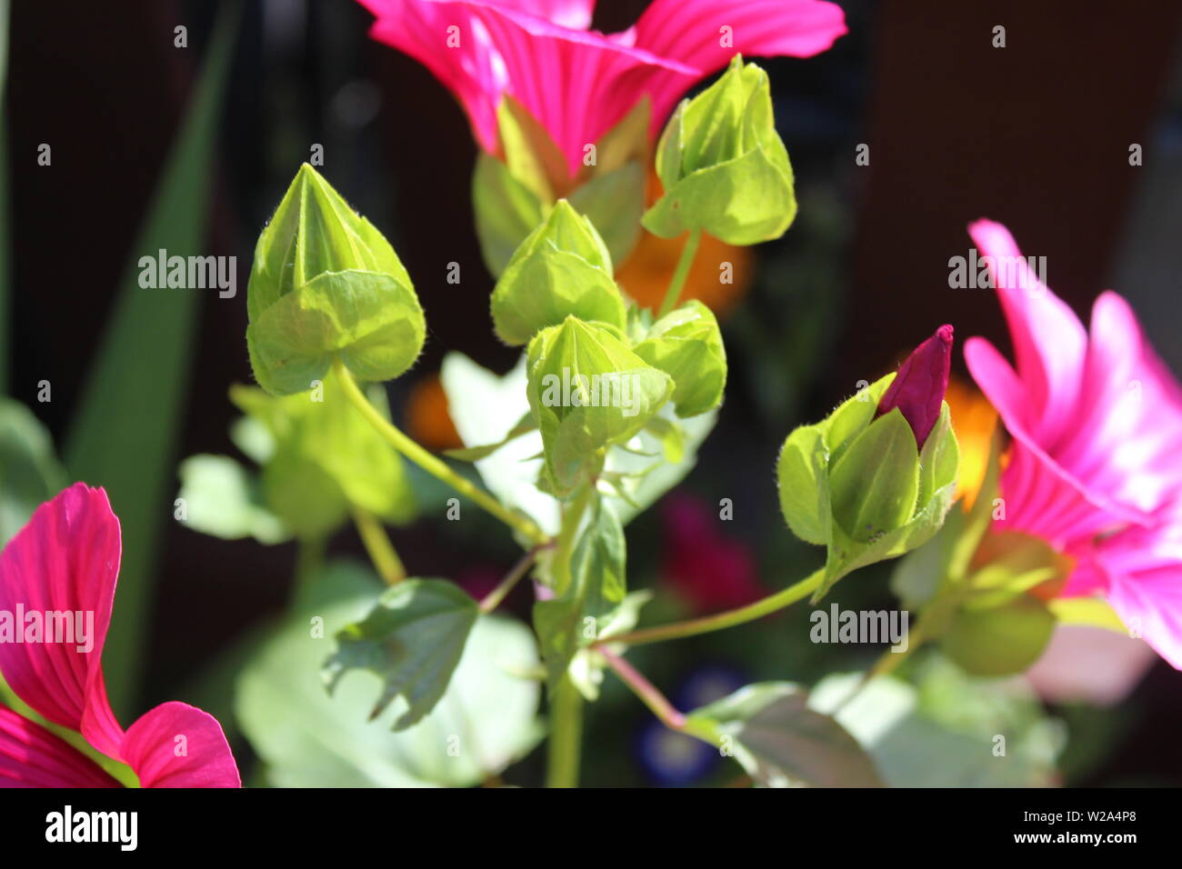 Wild Flowers, Wales Stock Photo - Alamy