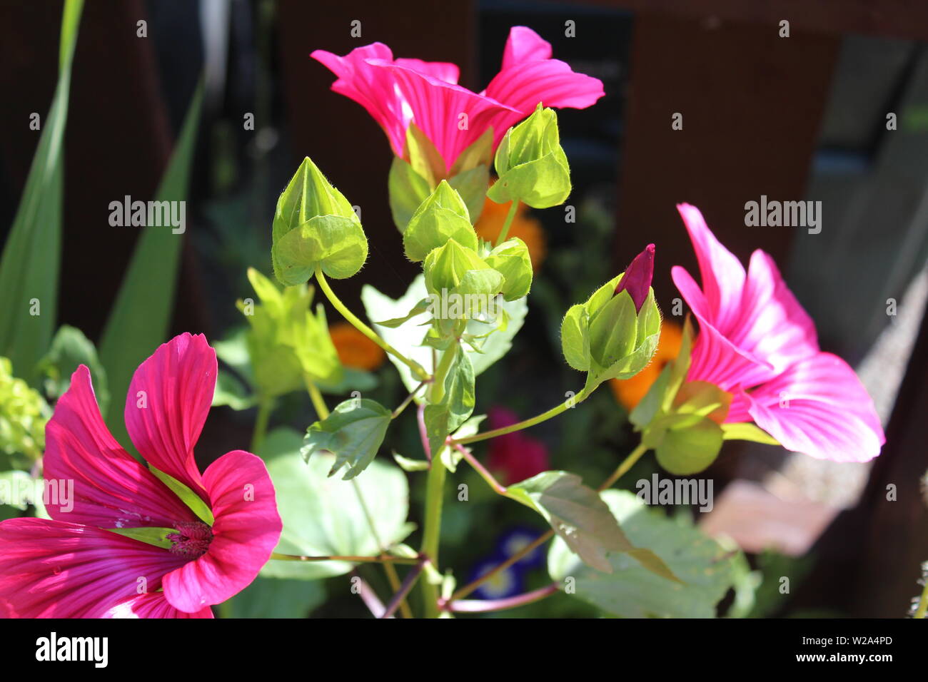 Wild Flowers, Wales Stock Photo - Alamy
