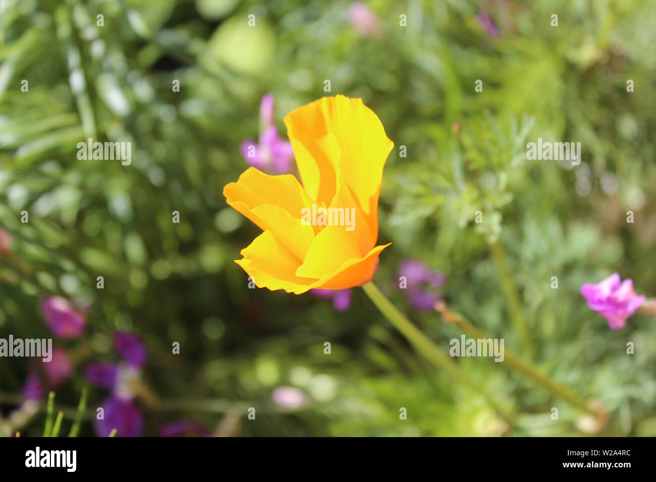 Wild Flowers, Wales Stock Photo - Alamy