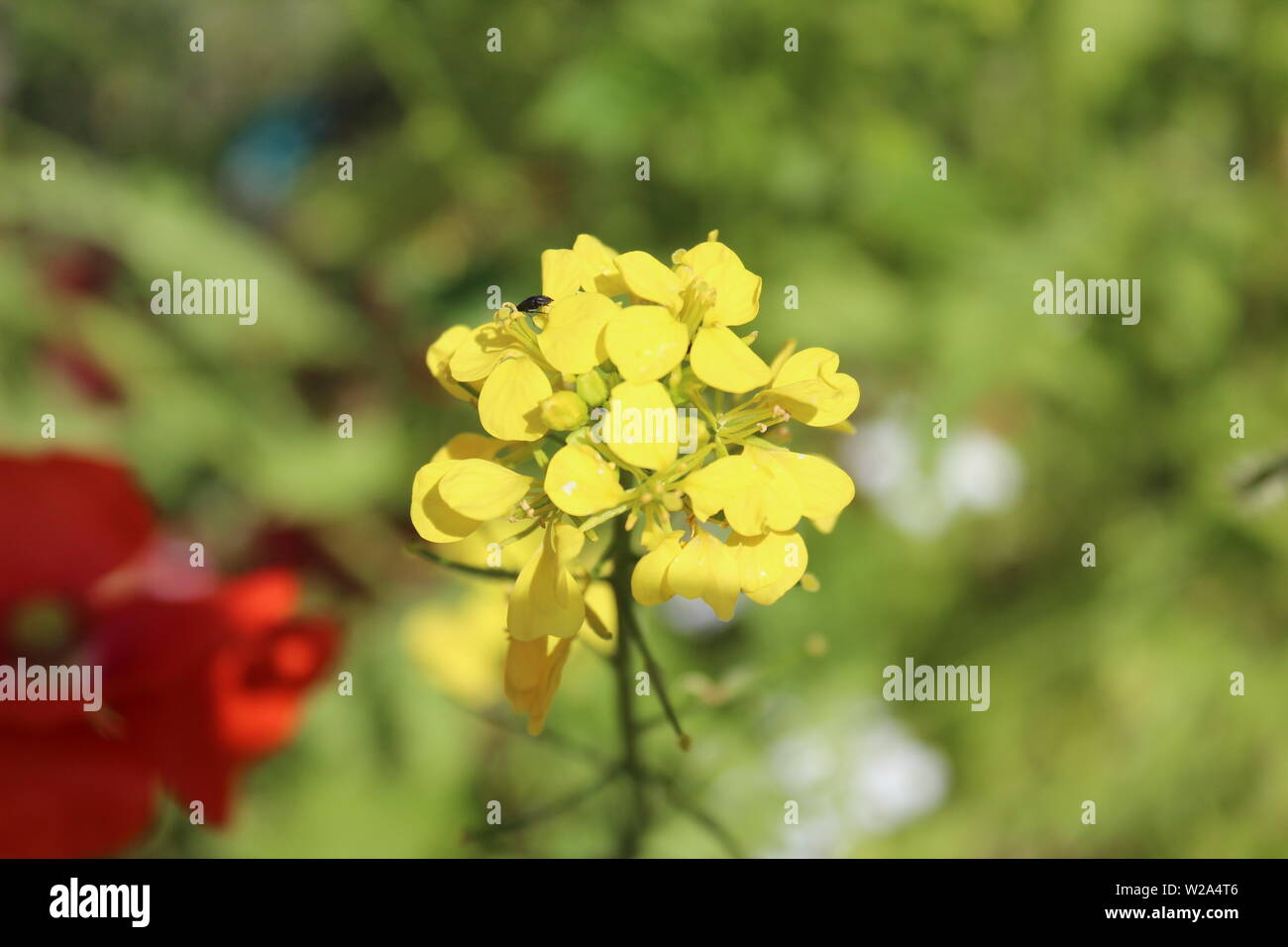 Wild Flowers, Wales Stock Photo - Alamy