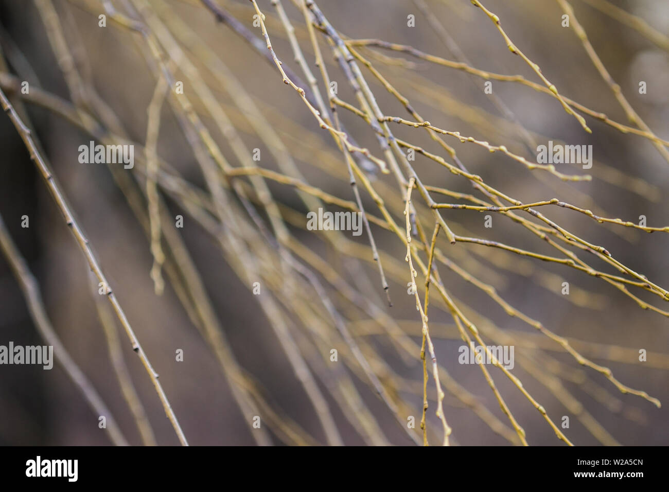 thin yellow branches Stock Photo - Alamy