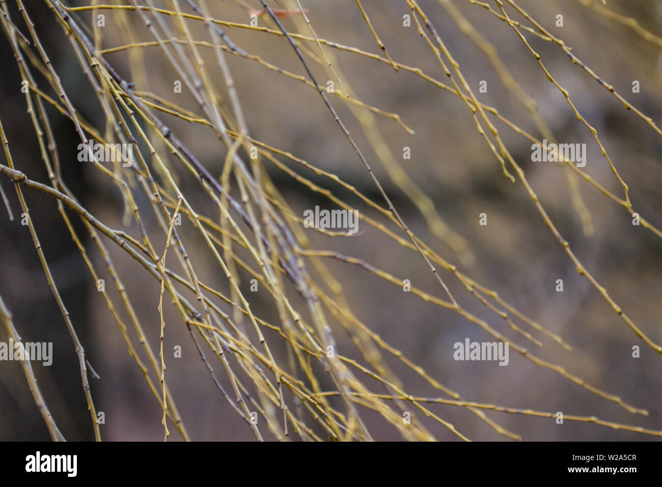thin yellow branches Stock Photo - Alamy