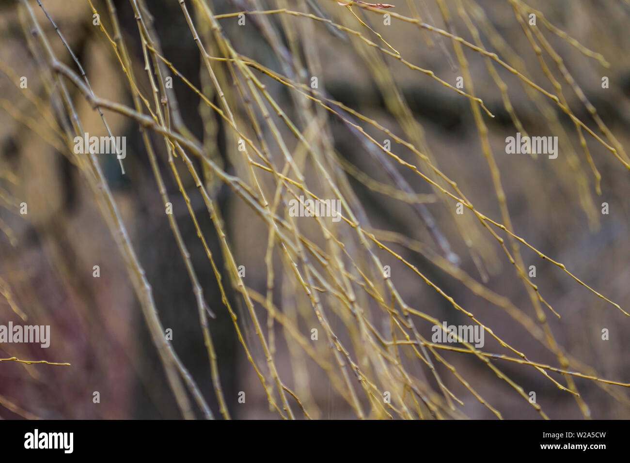 thin yellow branches Stock Photo - Alamy