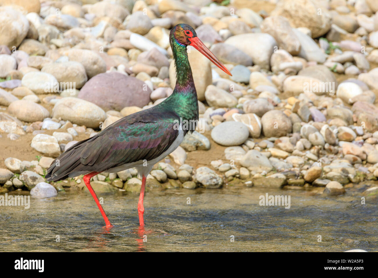Water stork hi-res stock photography and images - Alamy