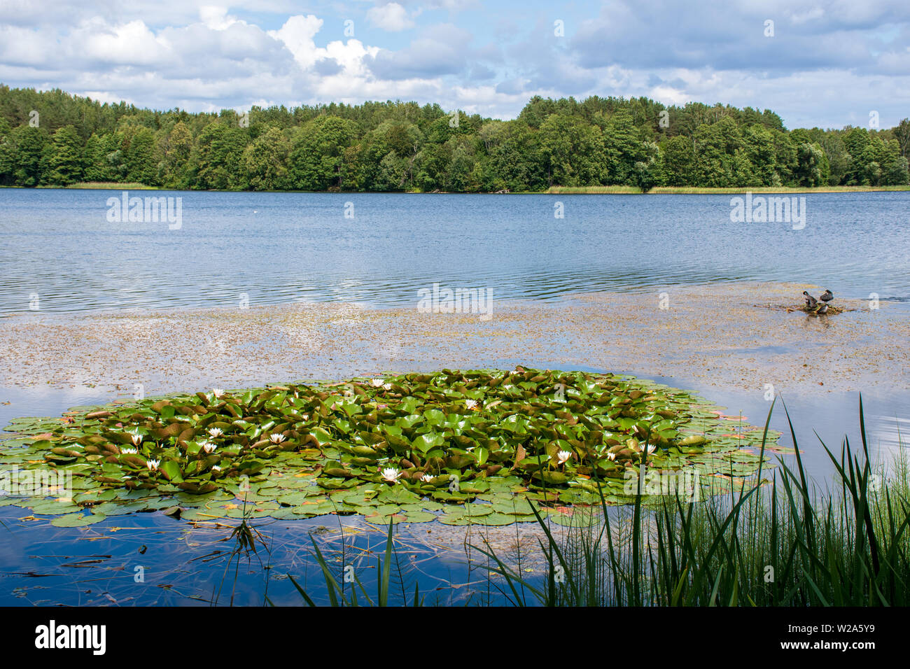 Beautiful lakes and nature with forest, reeds and water plants with ...