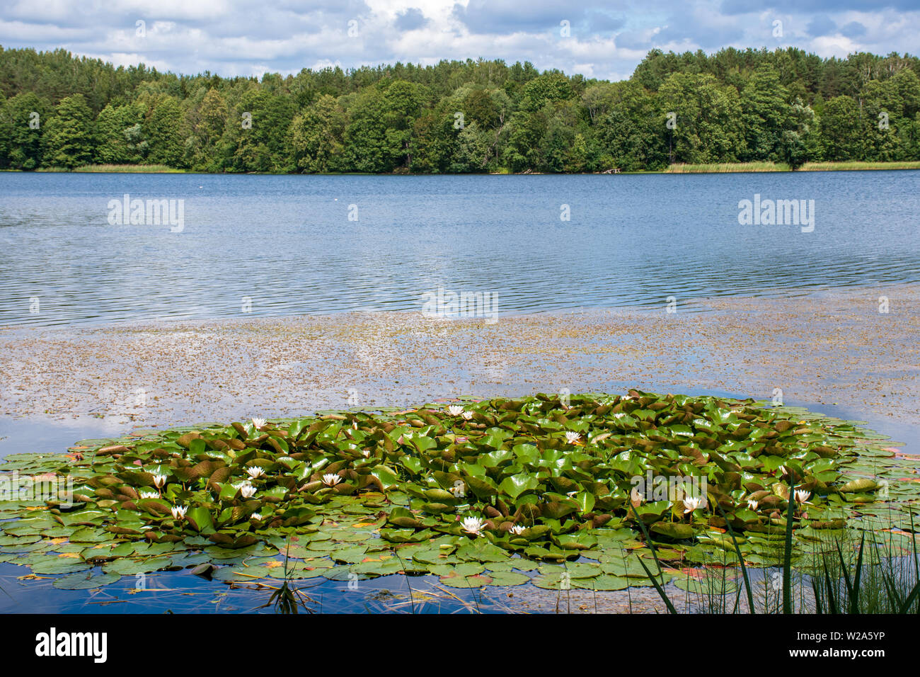 Beautiful lakes and nature with forest, reeds and water plants with ...