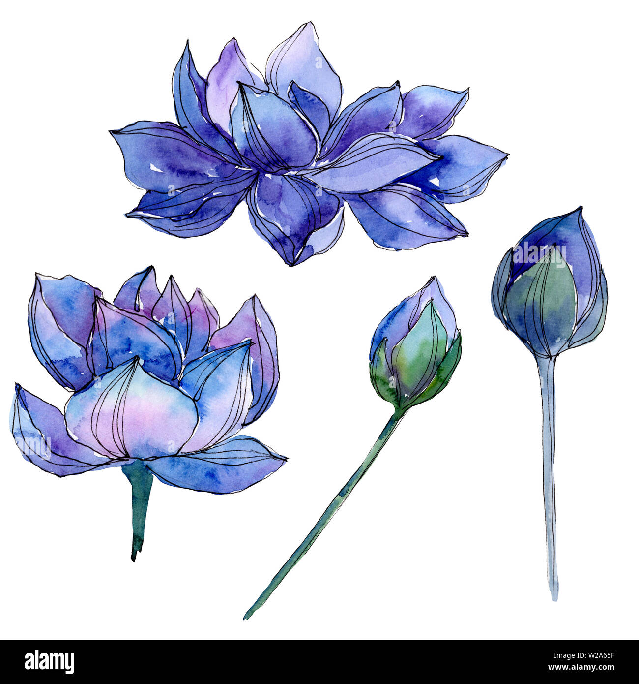 Blue lotus floral botanical flowers. Watercolor background illustration ...