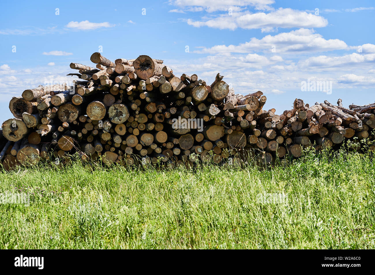 Sawn tree trunks lie in a large pile. Timber harvesting Stock Photo - Alamy