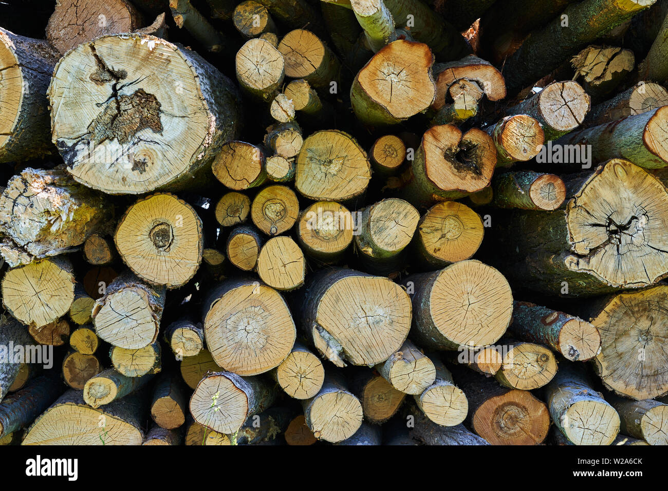 Sawn tree trunks lie in a large pile. Timber harvesting Stock Photo - Alamy