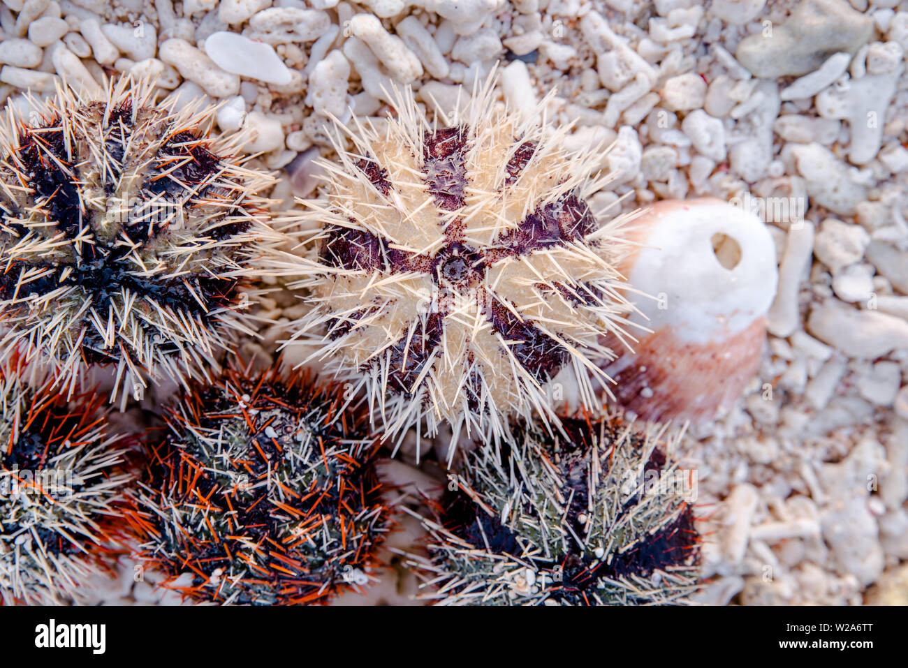 Sea urchin at the shore of Sombrero Island, Masbate, Philippines Stock ...