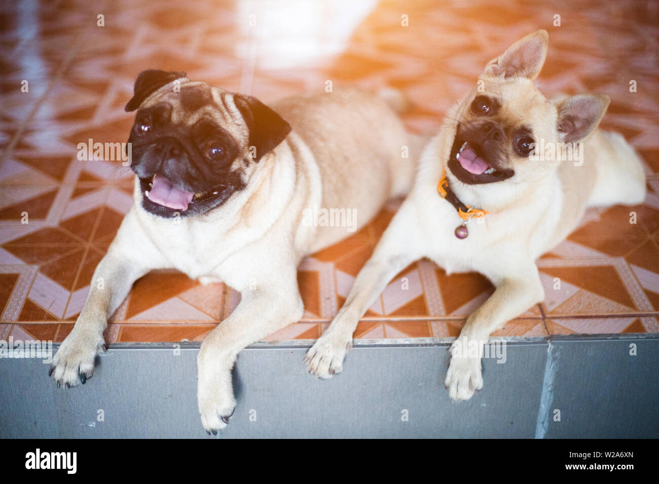 lovely dog looking at camera Stock Photo - Alamy