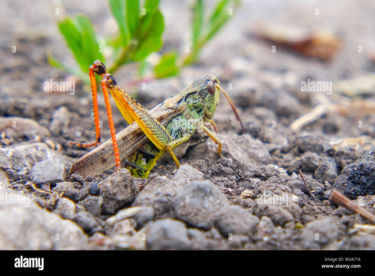 Locust catch hi-res stock photography and images - Alamy