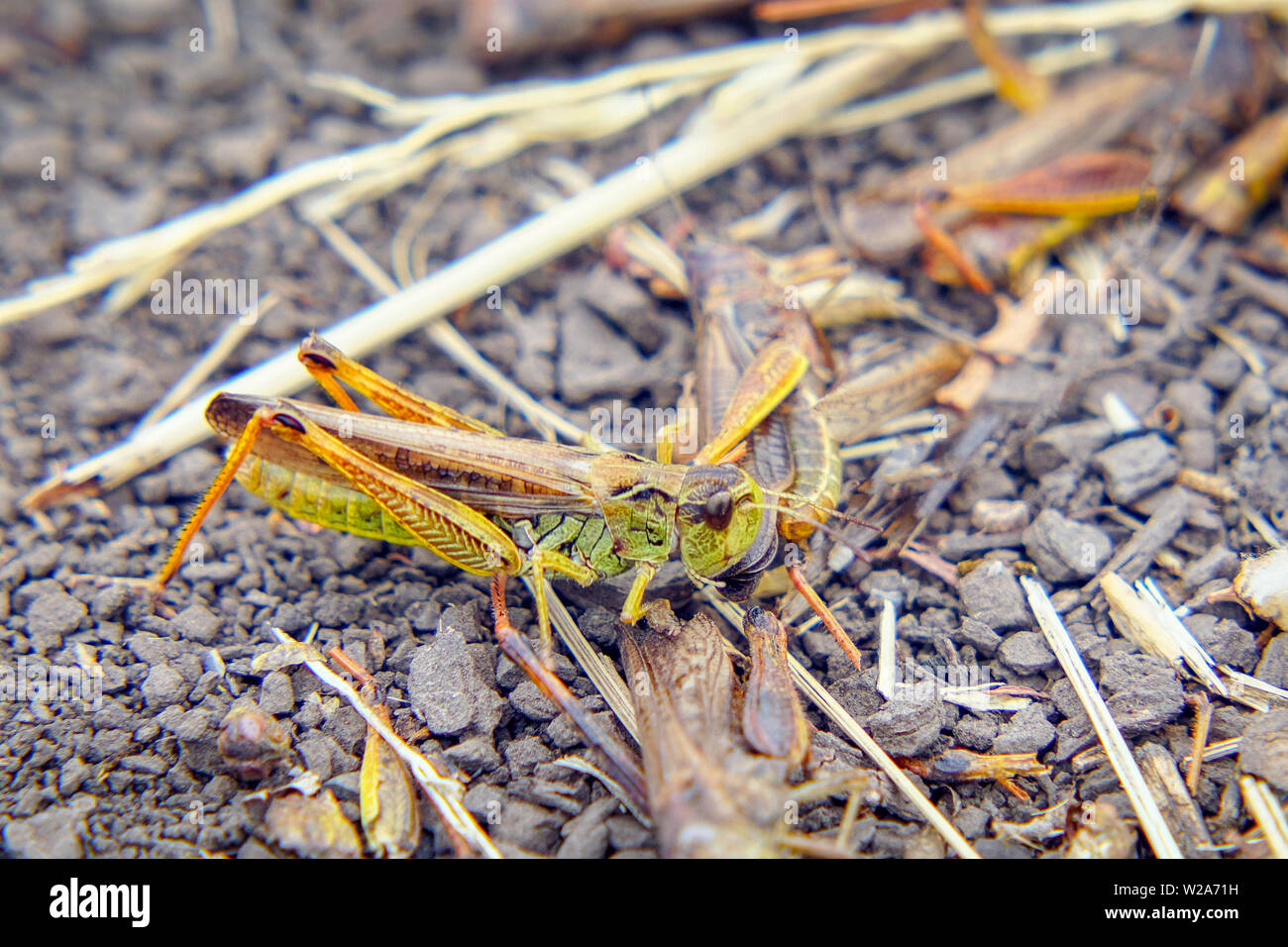 Locusts on the ground. Macro, close-up. Locust invasion Stock Photo - Alamy