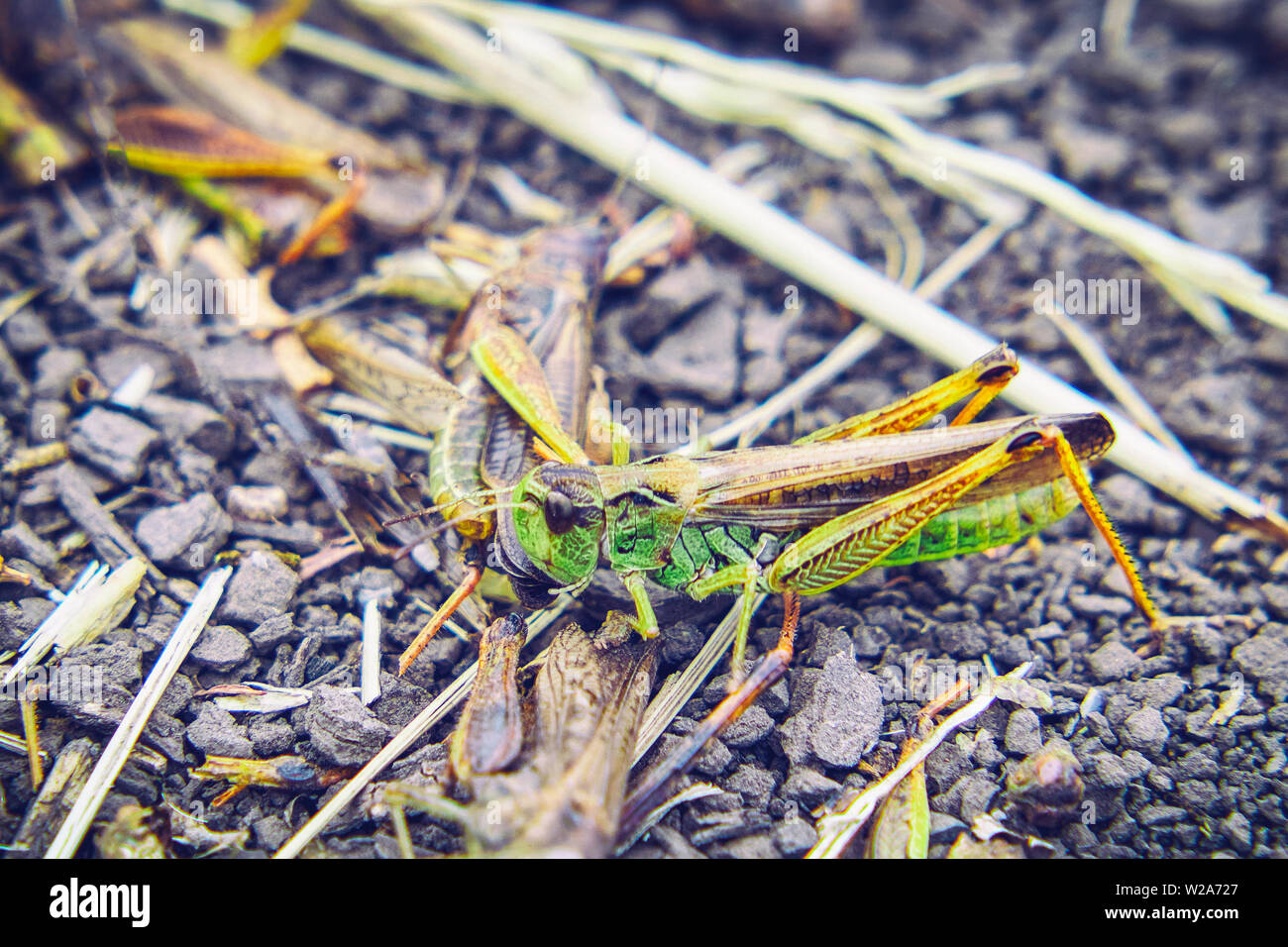 Locust eggs hi-res stock photography and images - Alamy