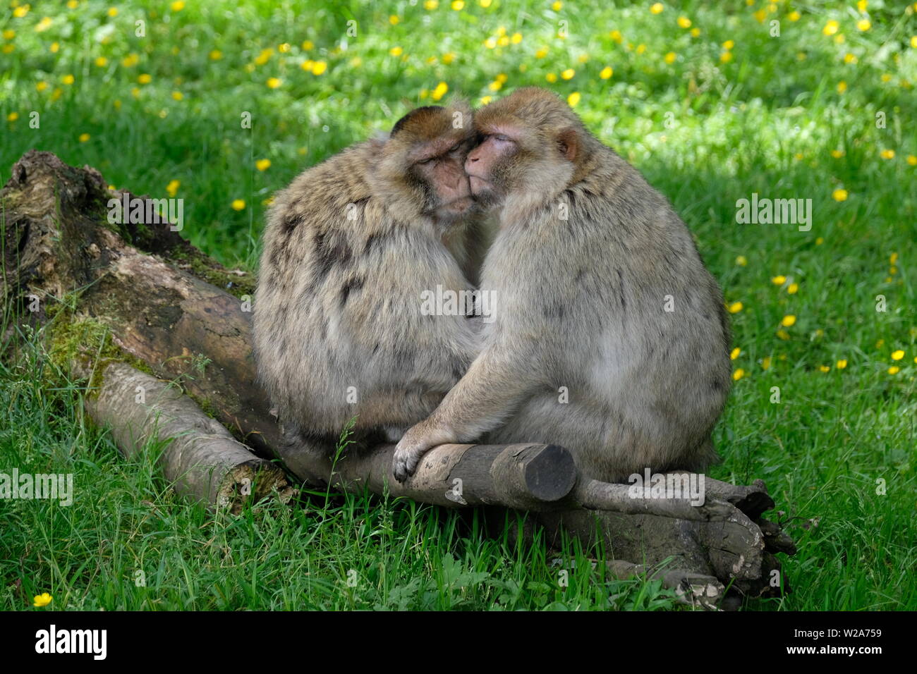 Monkeys roaming hi-res stock photography and images - Alamy