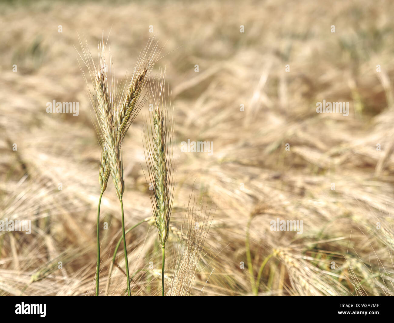 Barley field on the bright summer day. Detailed view on agricultural ...
