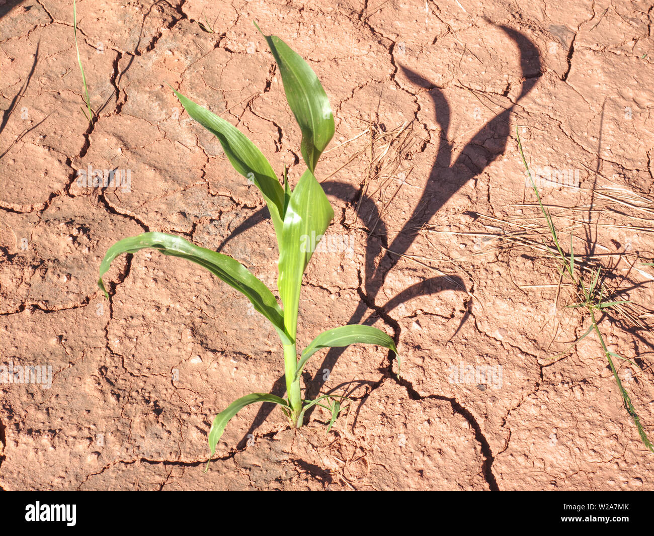 Detail of the Maize Stalk in dry red ferric soil without moisture and ...