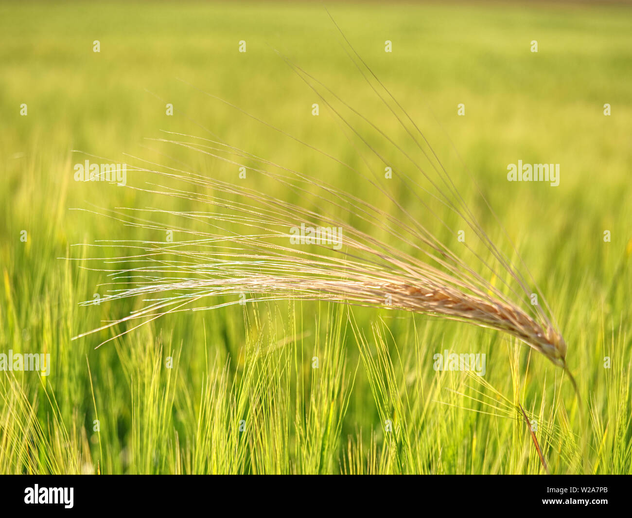 Barley field on the bright summer day. Detailed view on agricultural ...