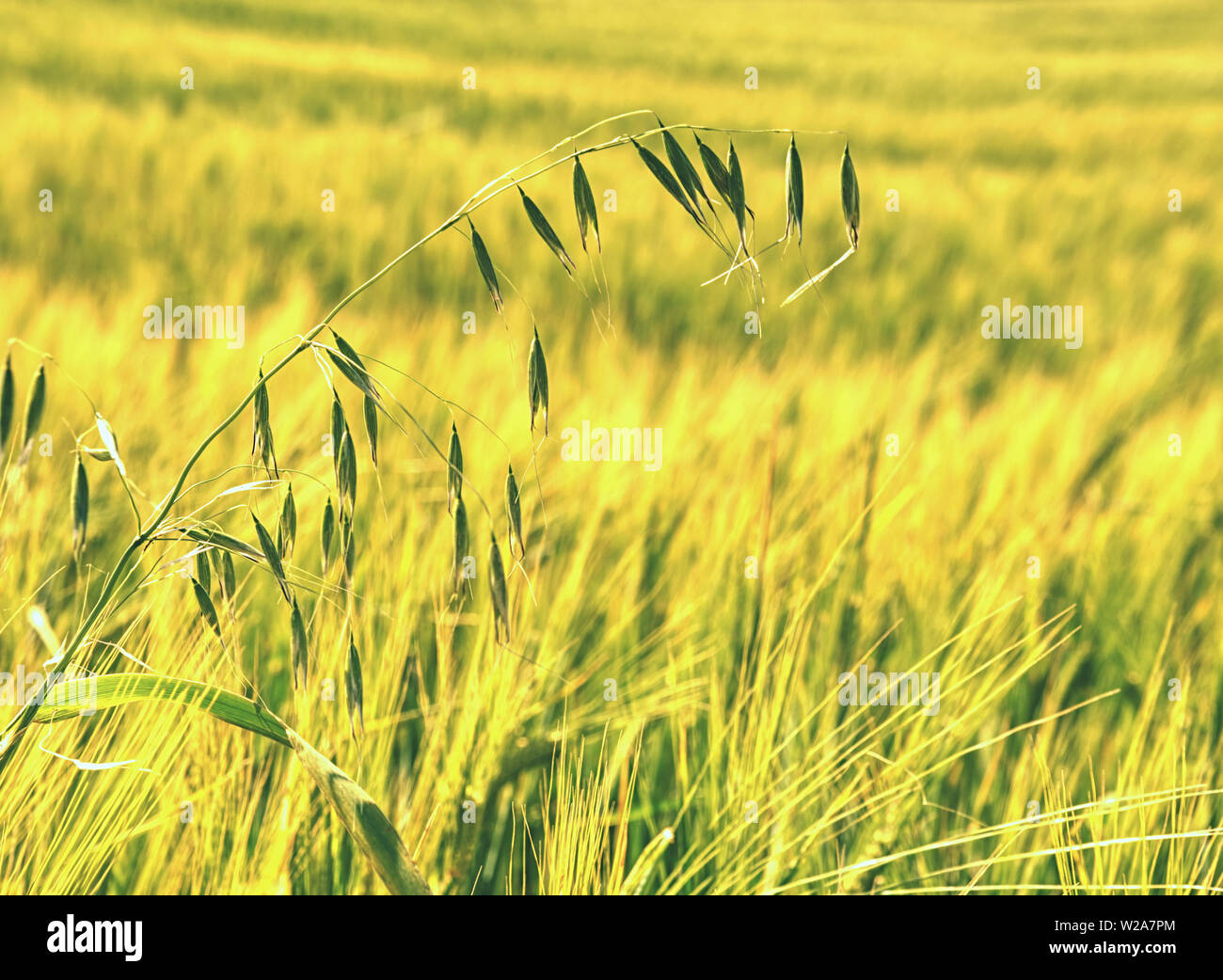 Wheat, Barley, Rye, And Oats High Resolution Stock Photography and ...