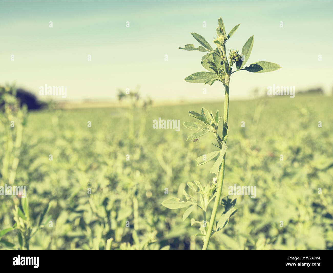 Plants detail in alfalfa field. Flower alfalfa field. Leaves detail ...