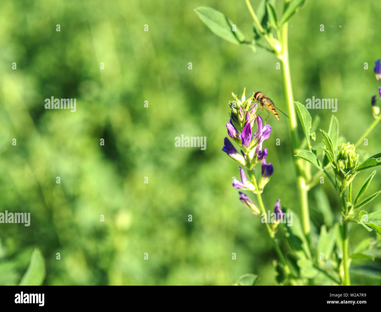 Fragment of a field of the young alfalfa. Flowers are use for grazing ...