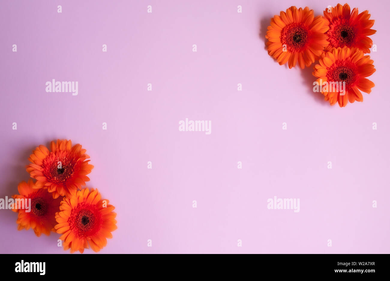 Bright orange gerbera flowers on pink background. Flower frame design ...