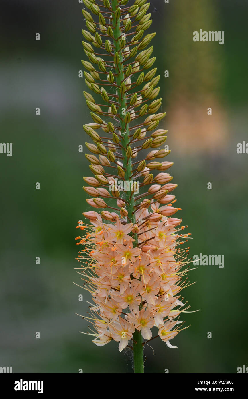 Stenophyllus High Resolution Stock Photography and Images - Alamy