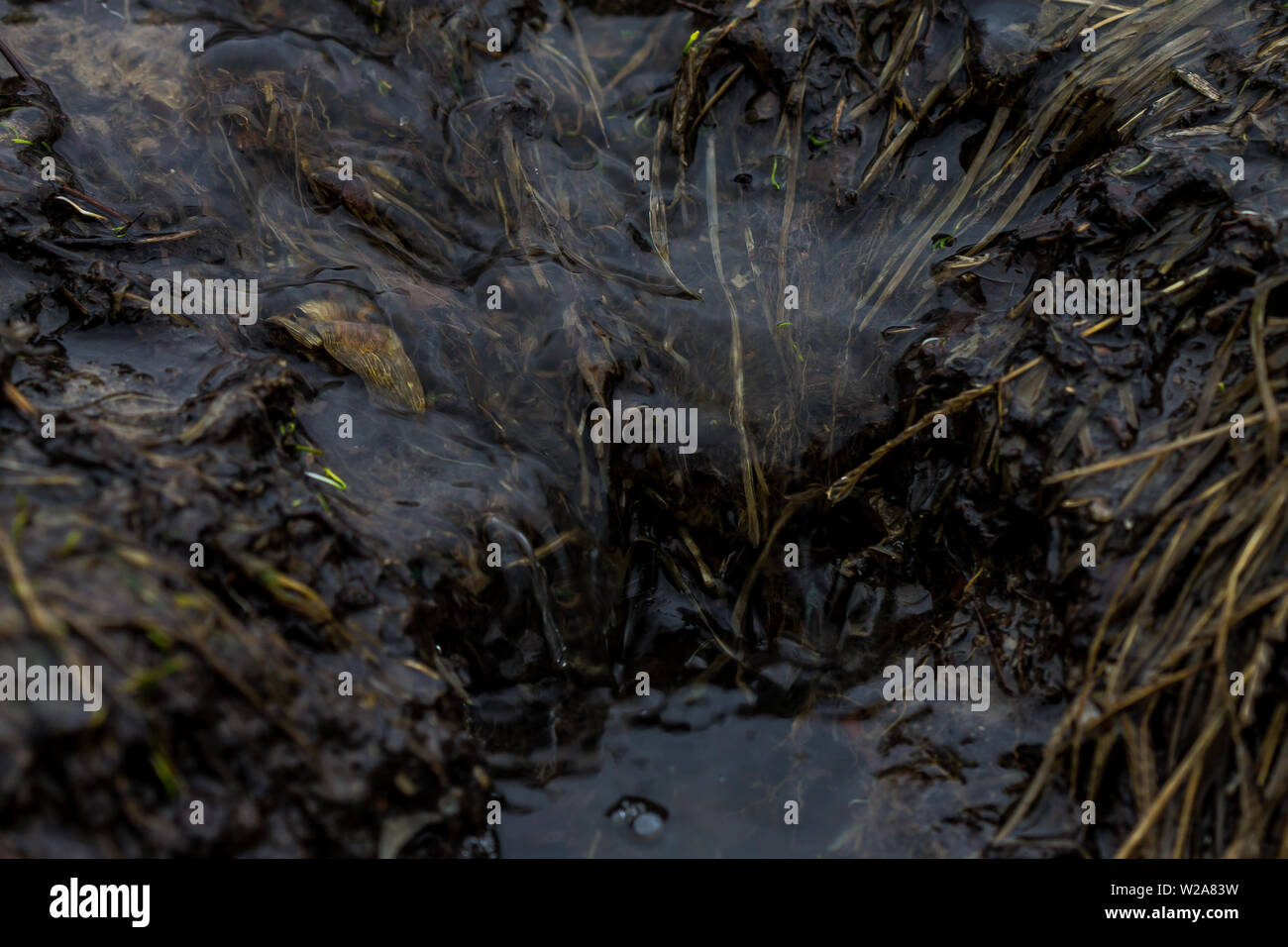 mud in the rain creating mini waterfall and river Stock Photo - Alamy