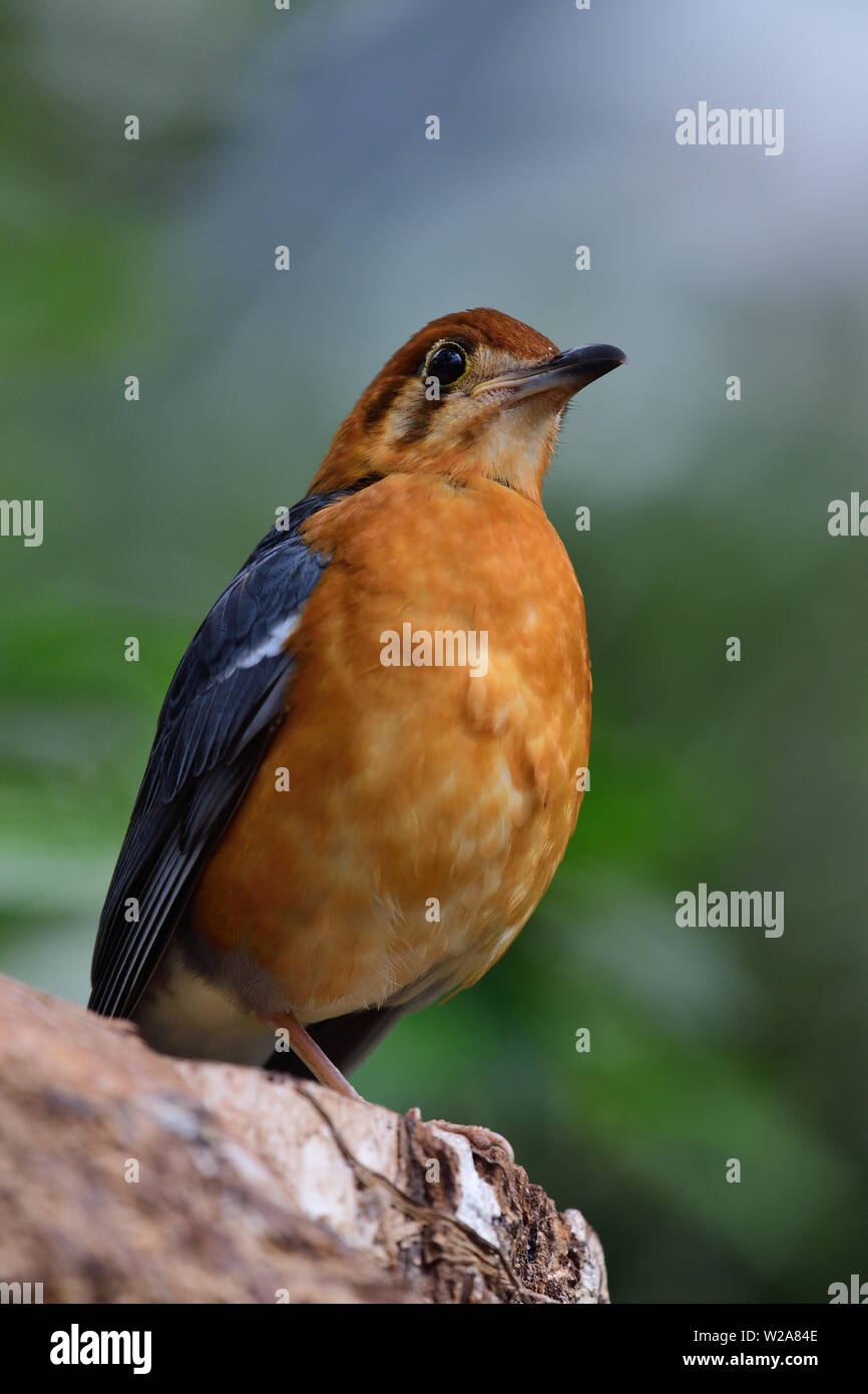 Portrait of an orange headed ground thrush (zoothera citrina Stock ...