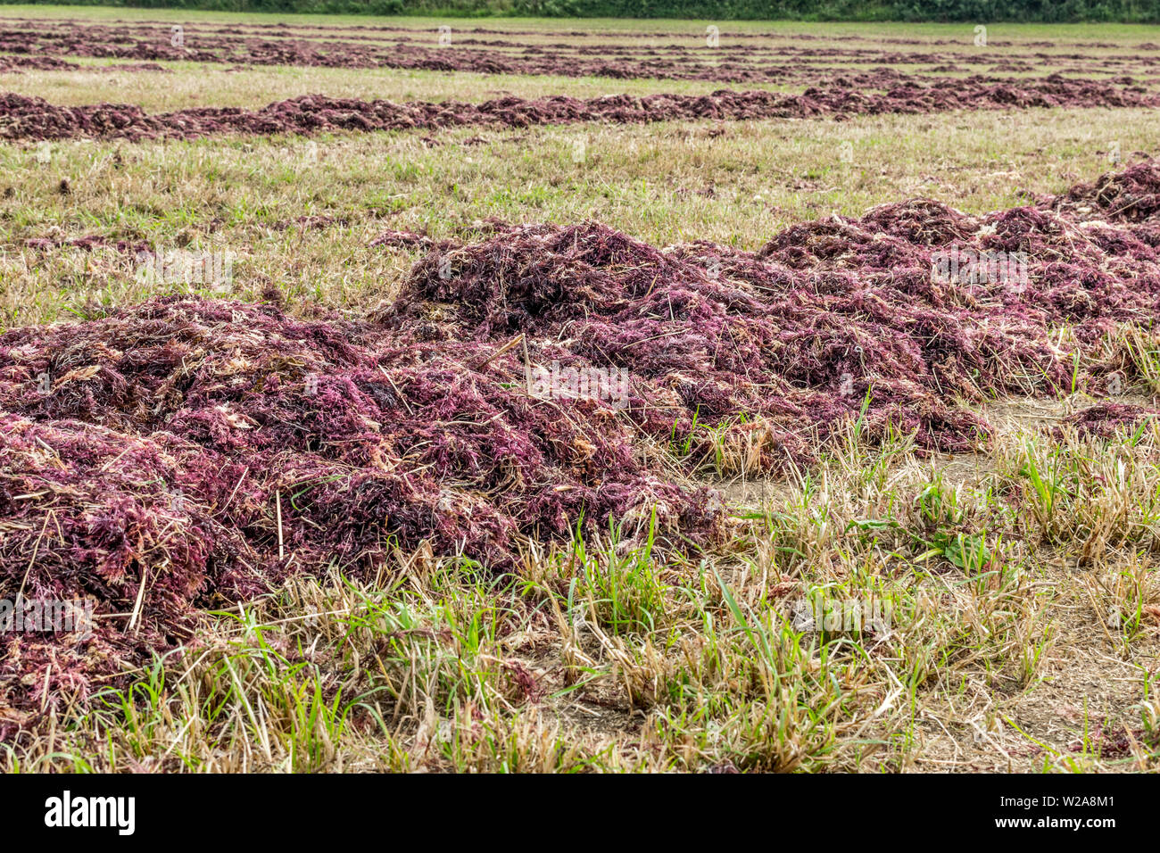red seaweed drying on the field for agar production Stock Photo - Alamy