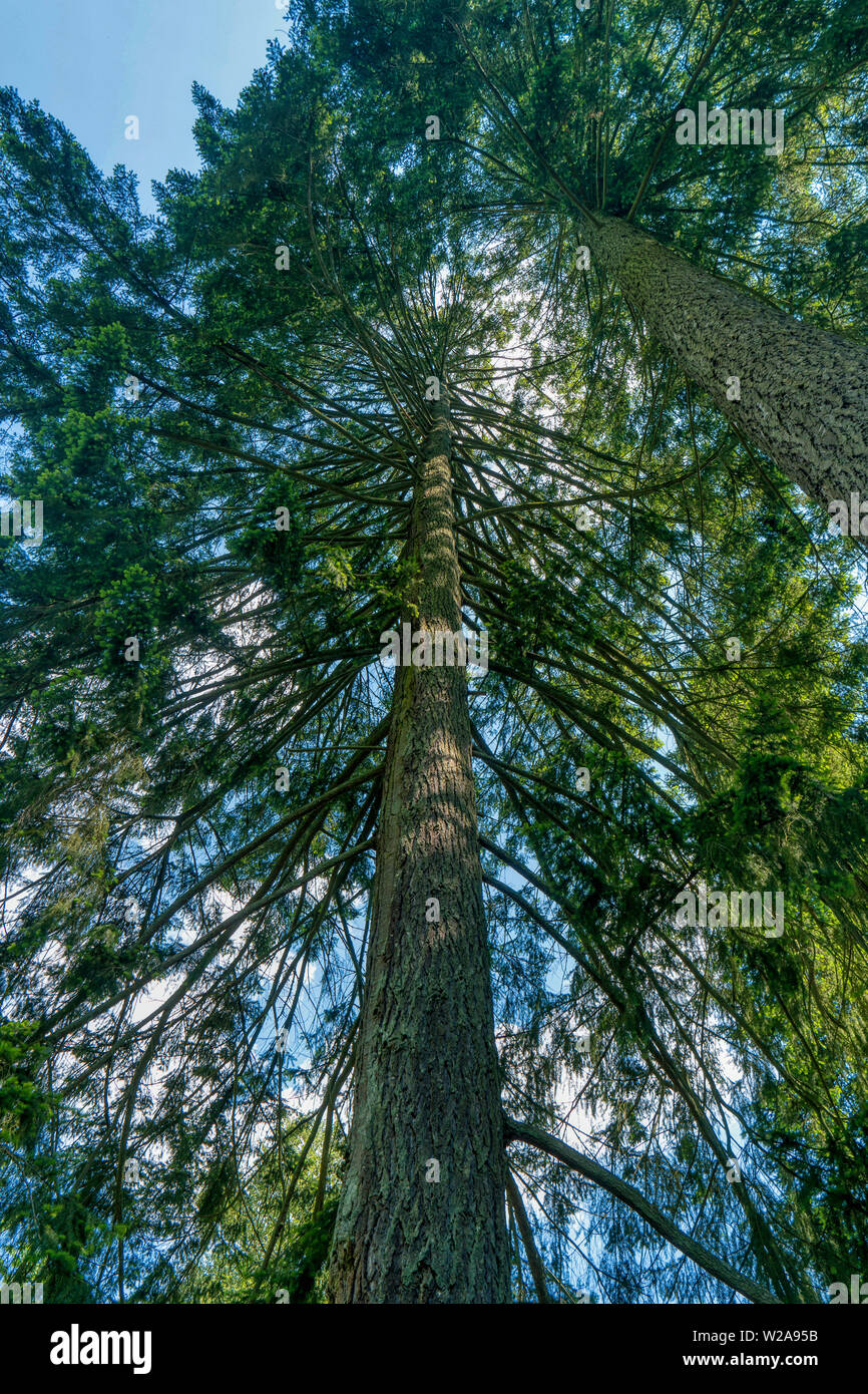 Sequoioideae hi-res stock photography and images - Alamy