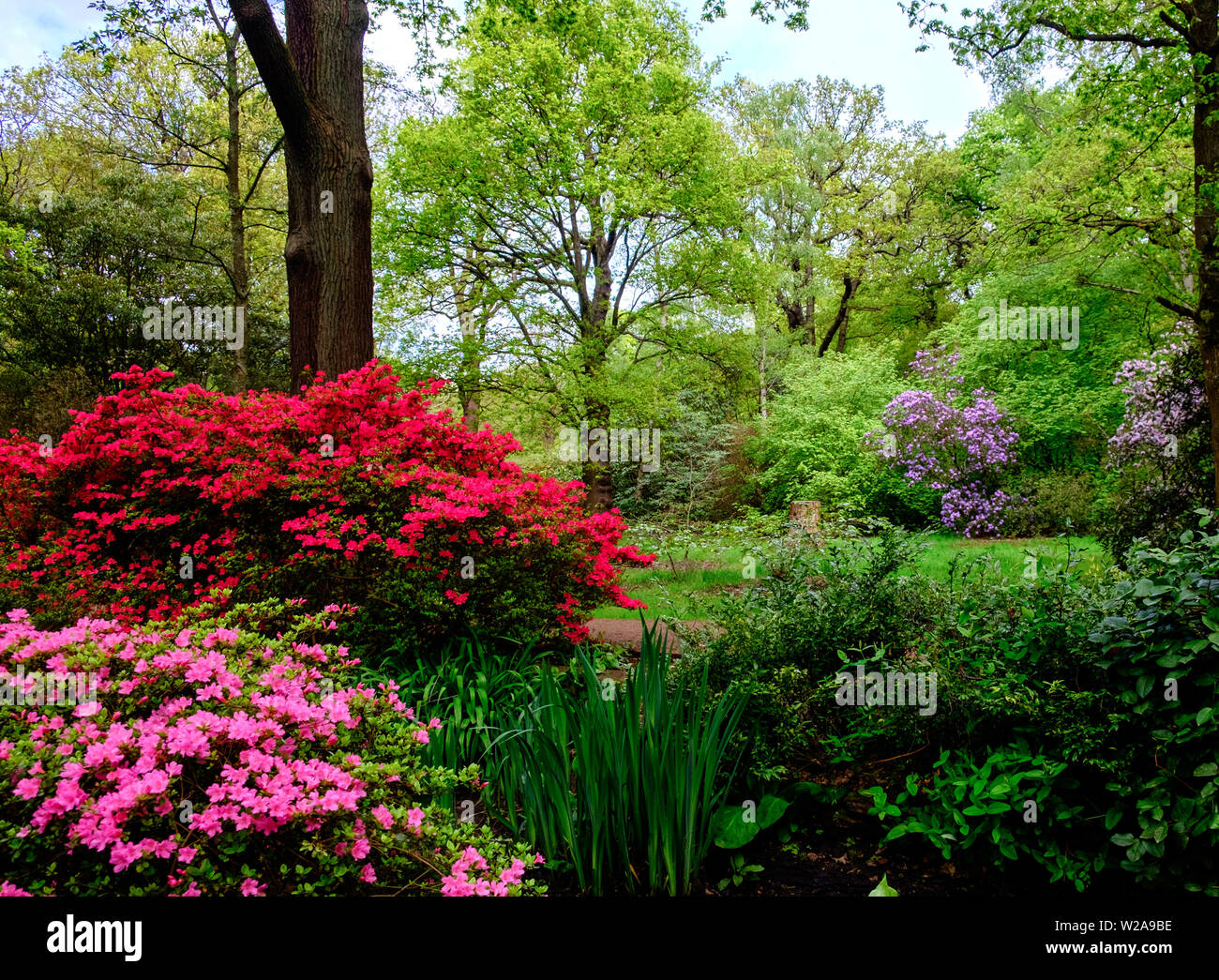 Green foliage, grass & trees with shrubs of red, pink & purple flowers ...