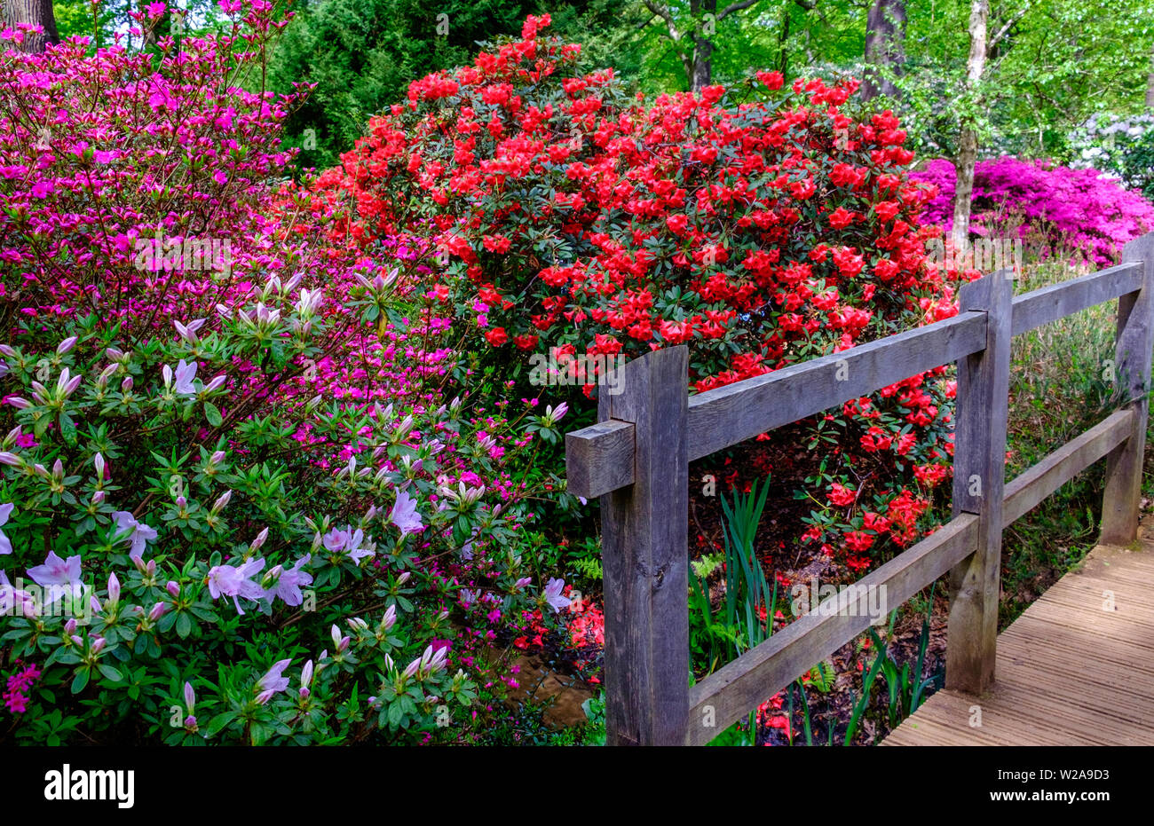 Rustic wooden bridge with shrubs of purple, red & white flowers, green ...
