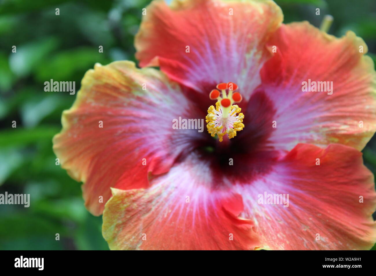 Red hardy hibiscus, rose of sharon, rose mallow, and tropical hibiscus ...
