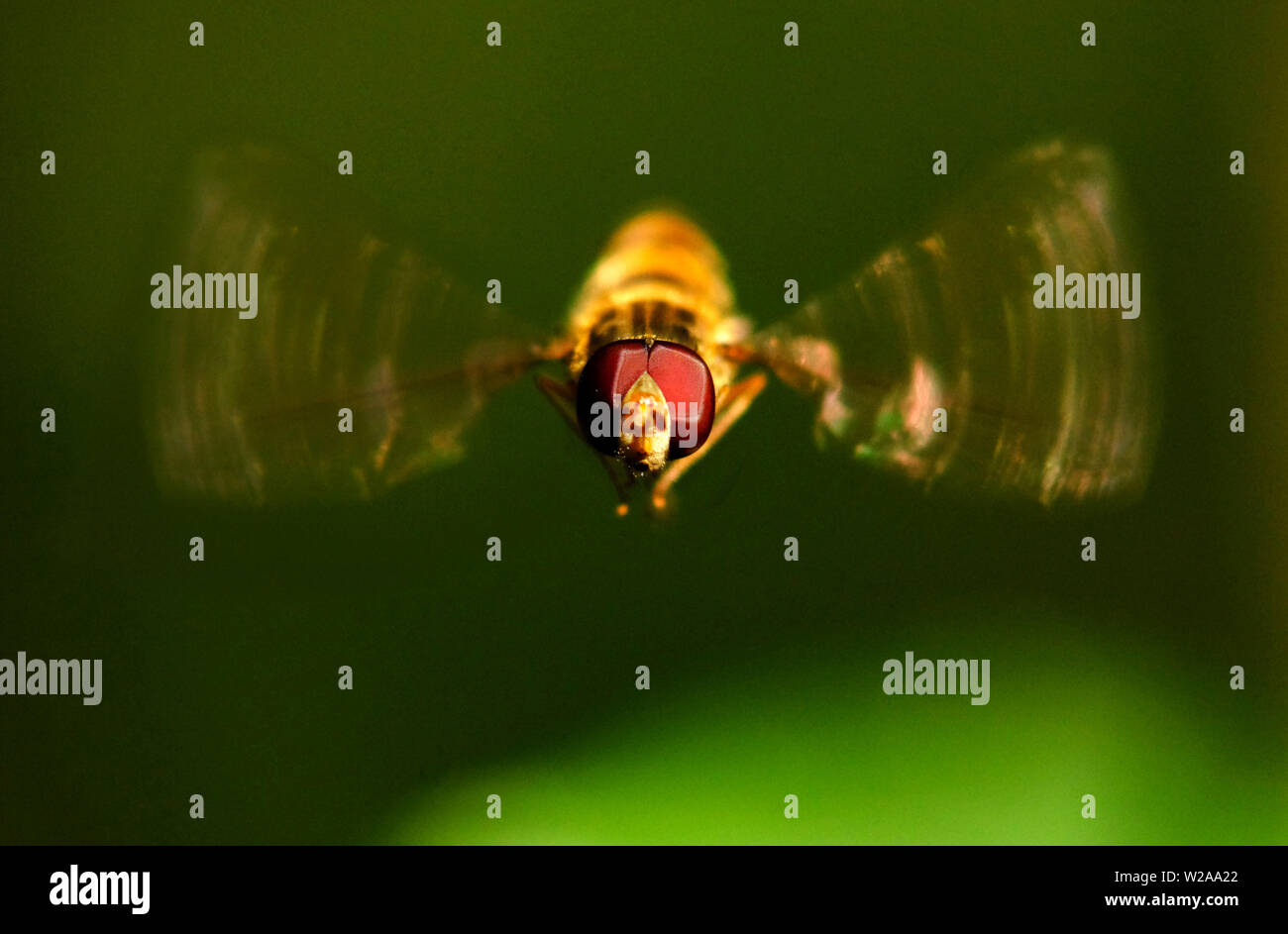 Common hover fly in flight Stock Photo - Alamy