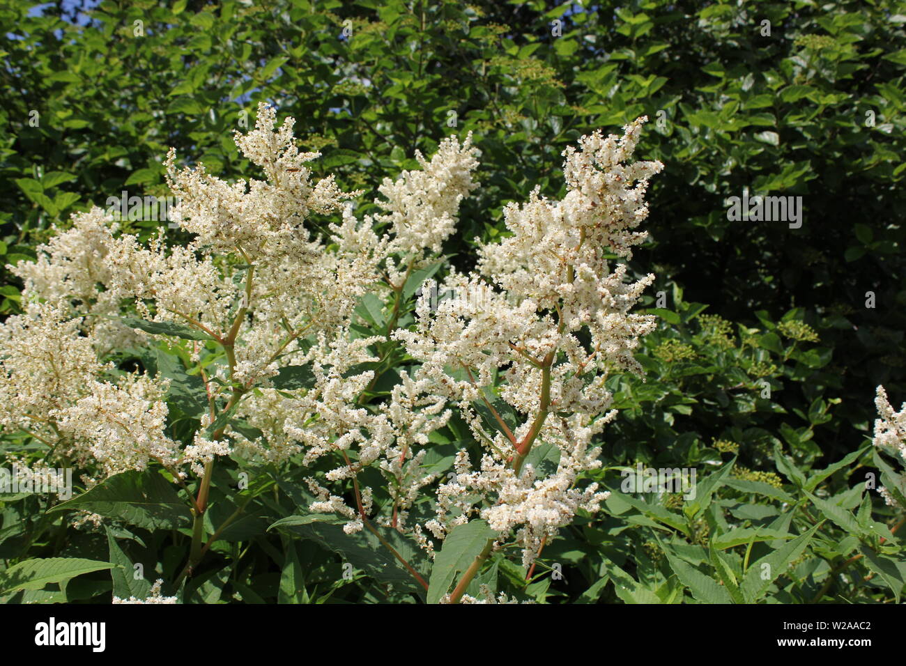Hydrangea paniculata, white blossoming tree Stock Photo - Alamy