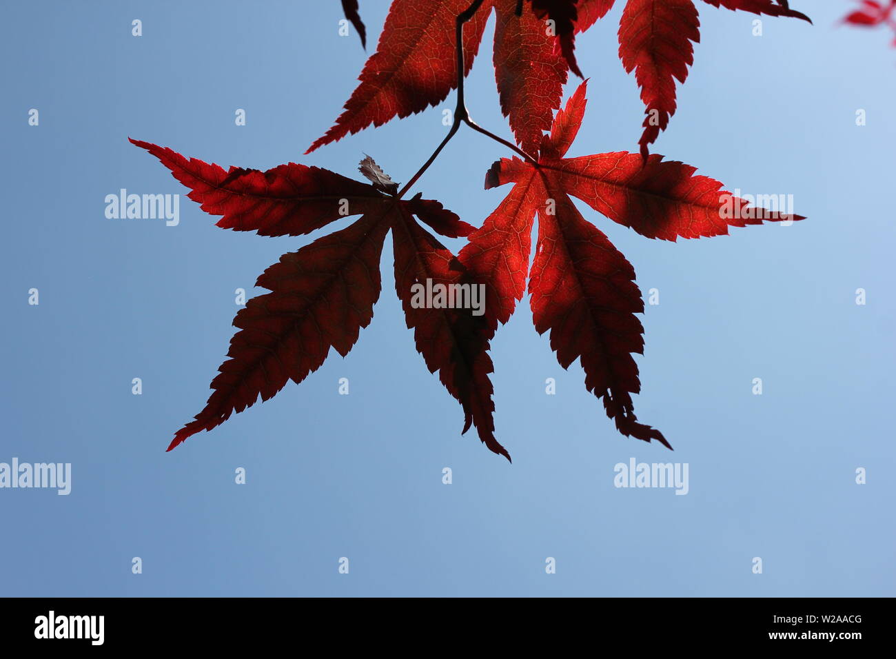 The leaves of a healthy Japanese Maple Tree, red emperor maple, palmate ...